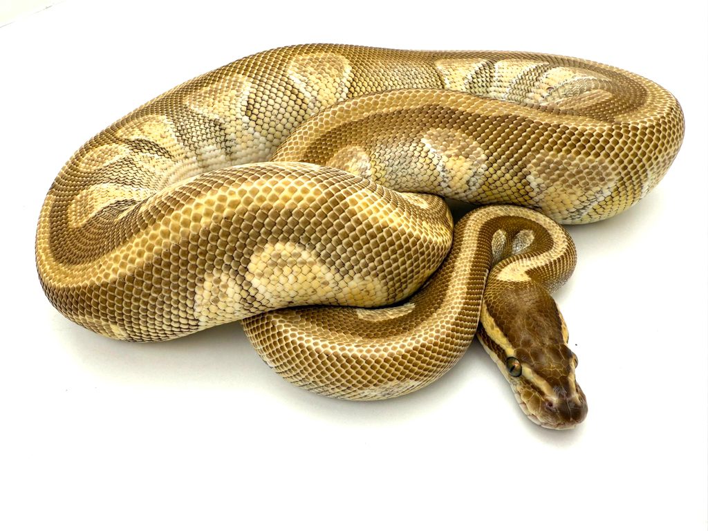 Female Butter Enchi Pastel Royal Python 828g CB