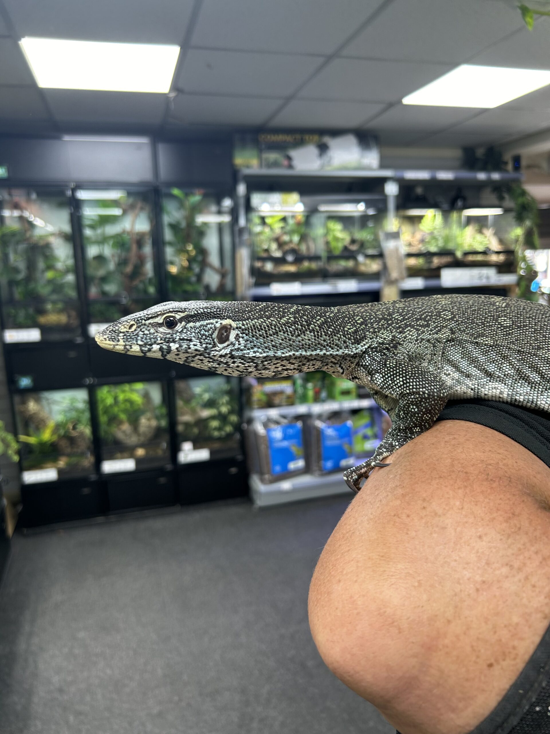 Adult Nile Monitor